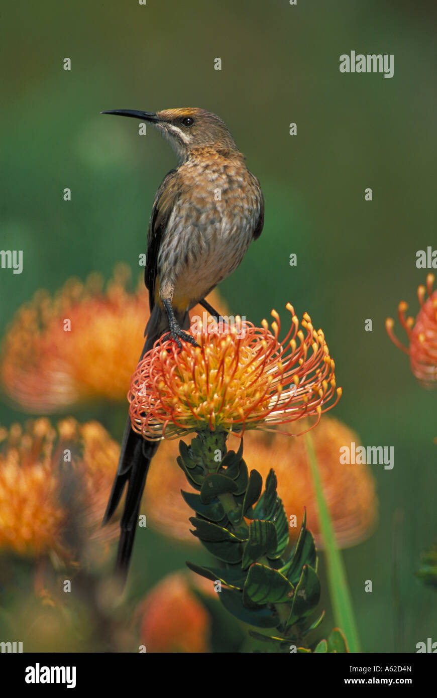Cape Sugarbird Promerops cafer Male on Pincushion Laucospermum spp ...