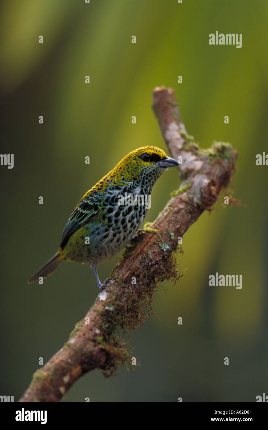 Speckled Tanager Tangara guttata Tropical Rain Forest Costa Rica Stock ...