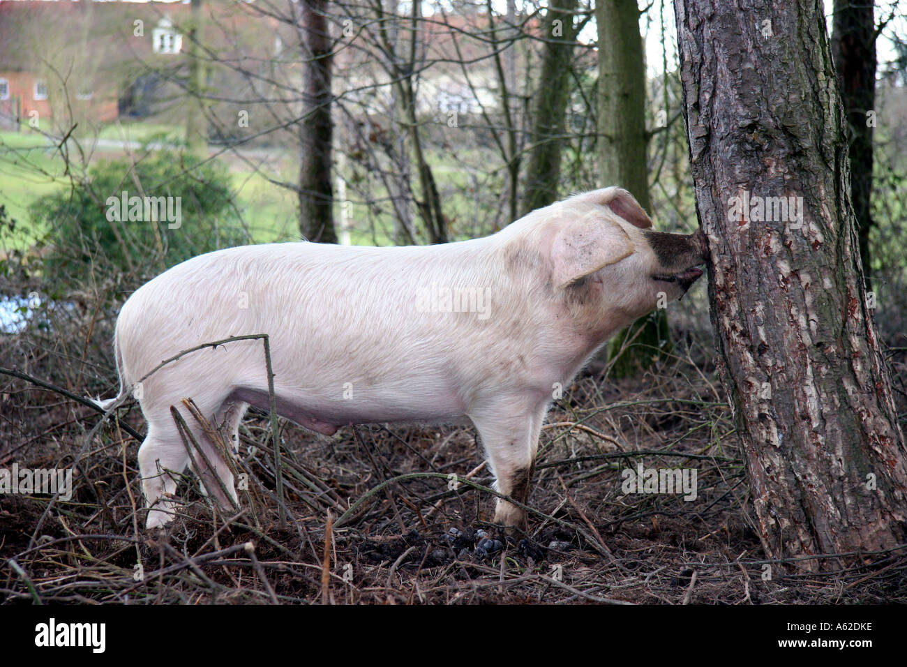 Pig leaning on a tree Stock Photo - Alamy