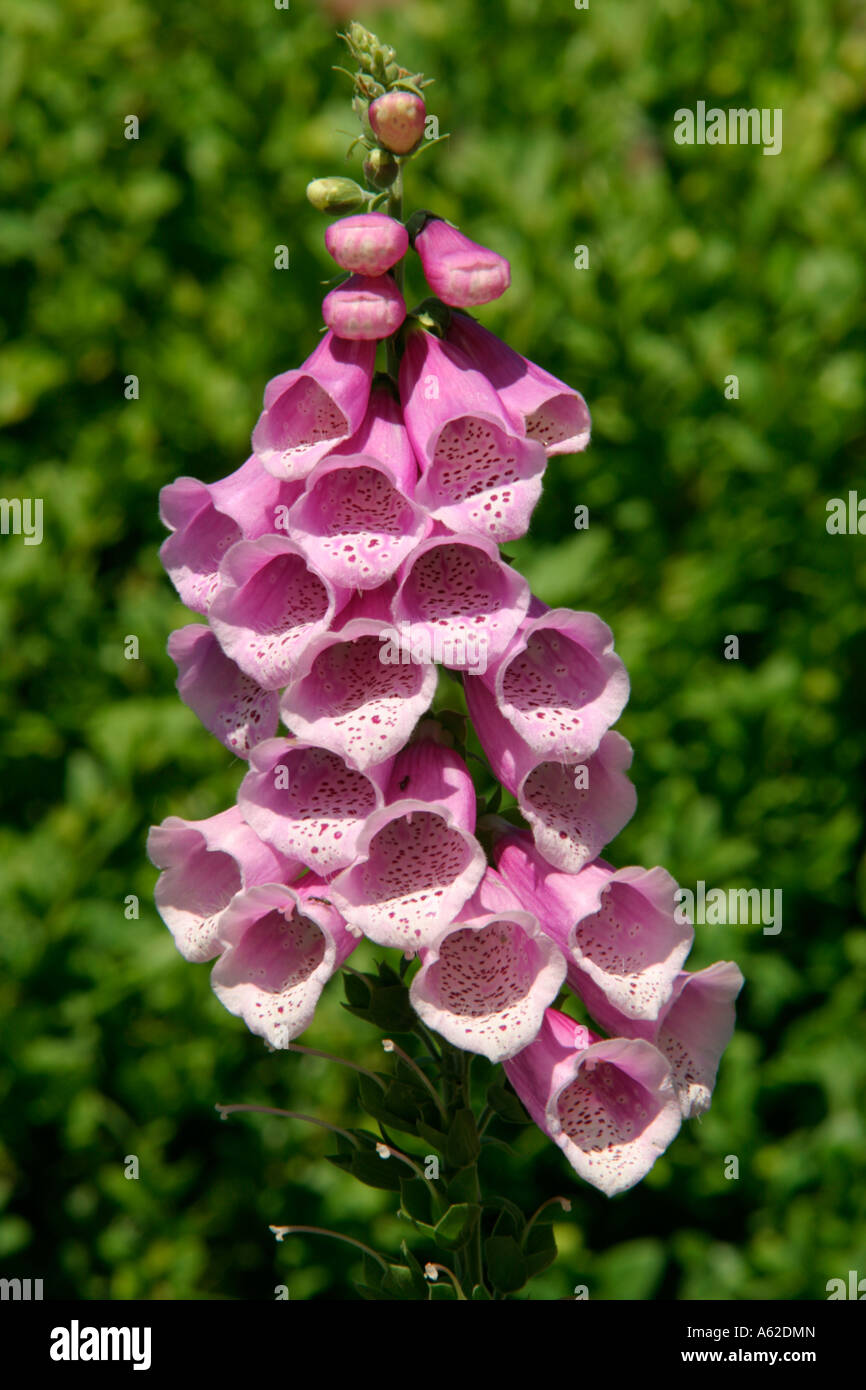 purple foxglove (Digitalis purpurea Stock Photo - Alamy