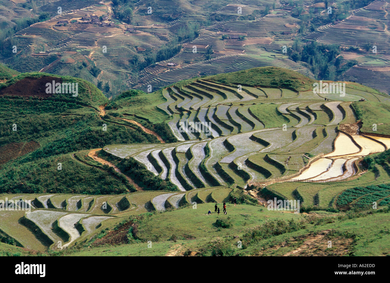 Group of Black Hmong tribals look at their terraced fields being ...