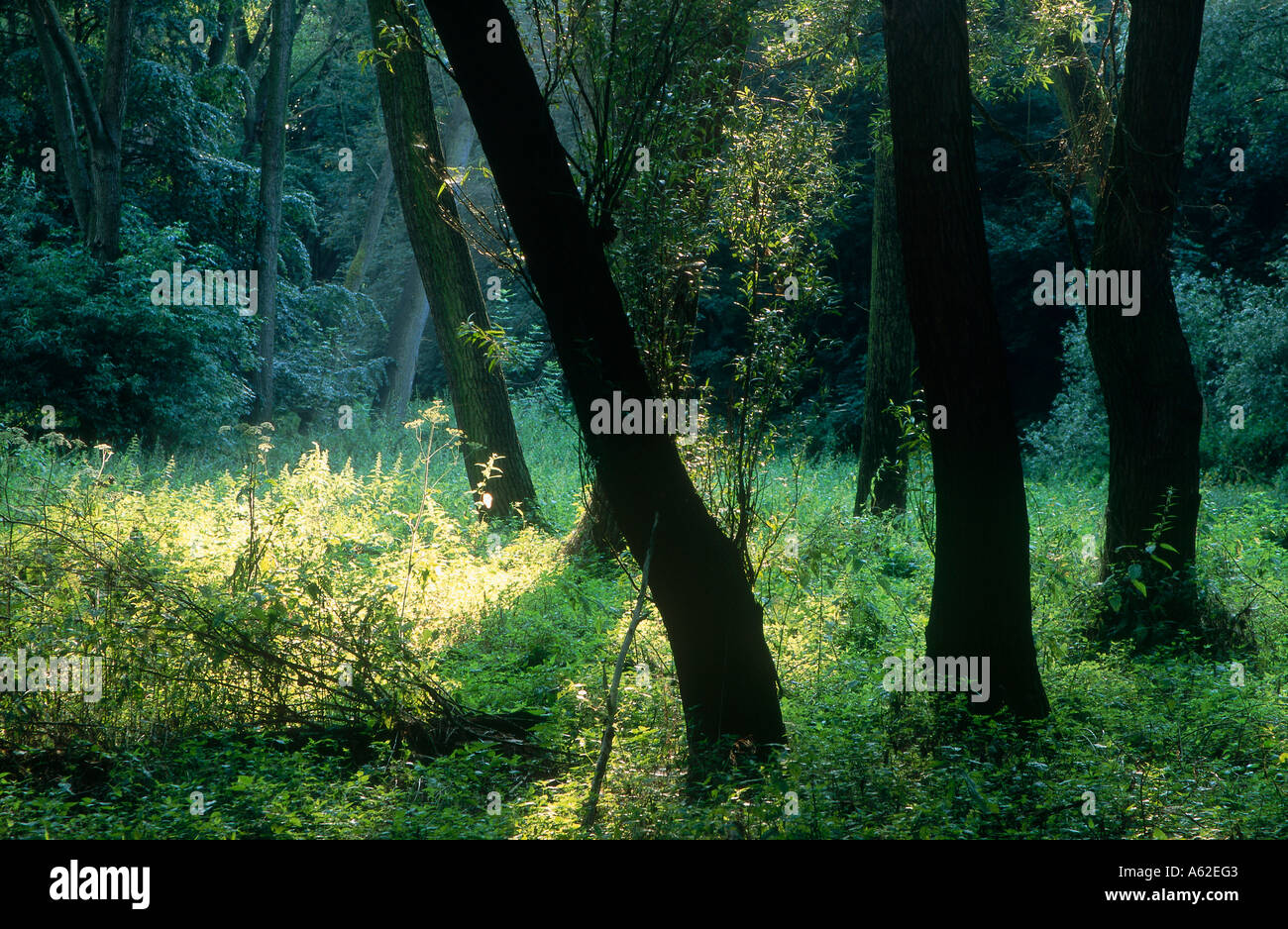 Trees in a forest Stock Photo - Alamy