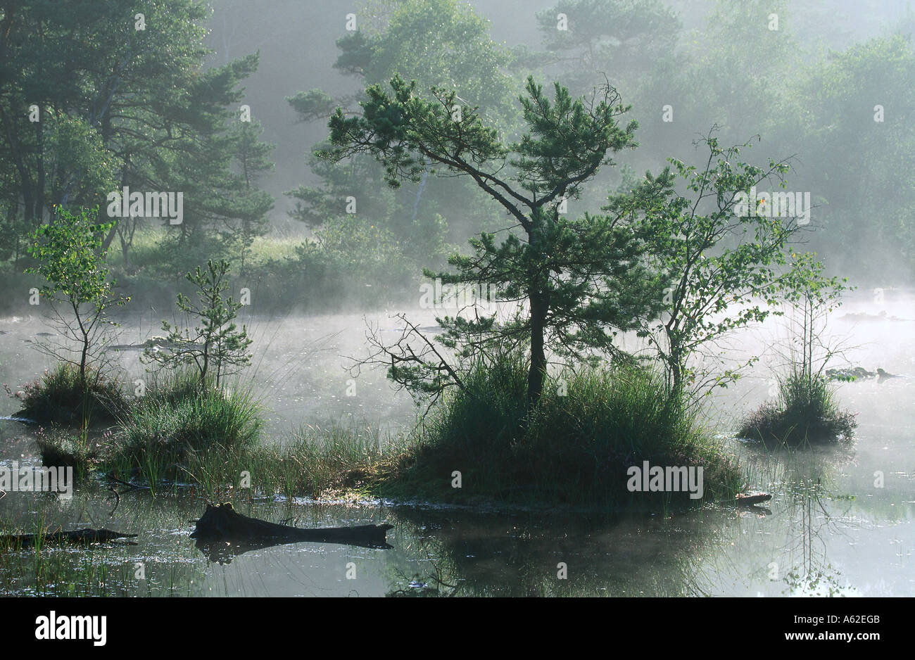 Trees in a foggy lake Stock Photo - Alamy