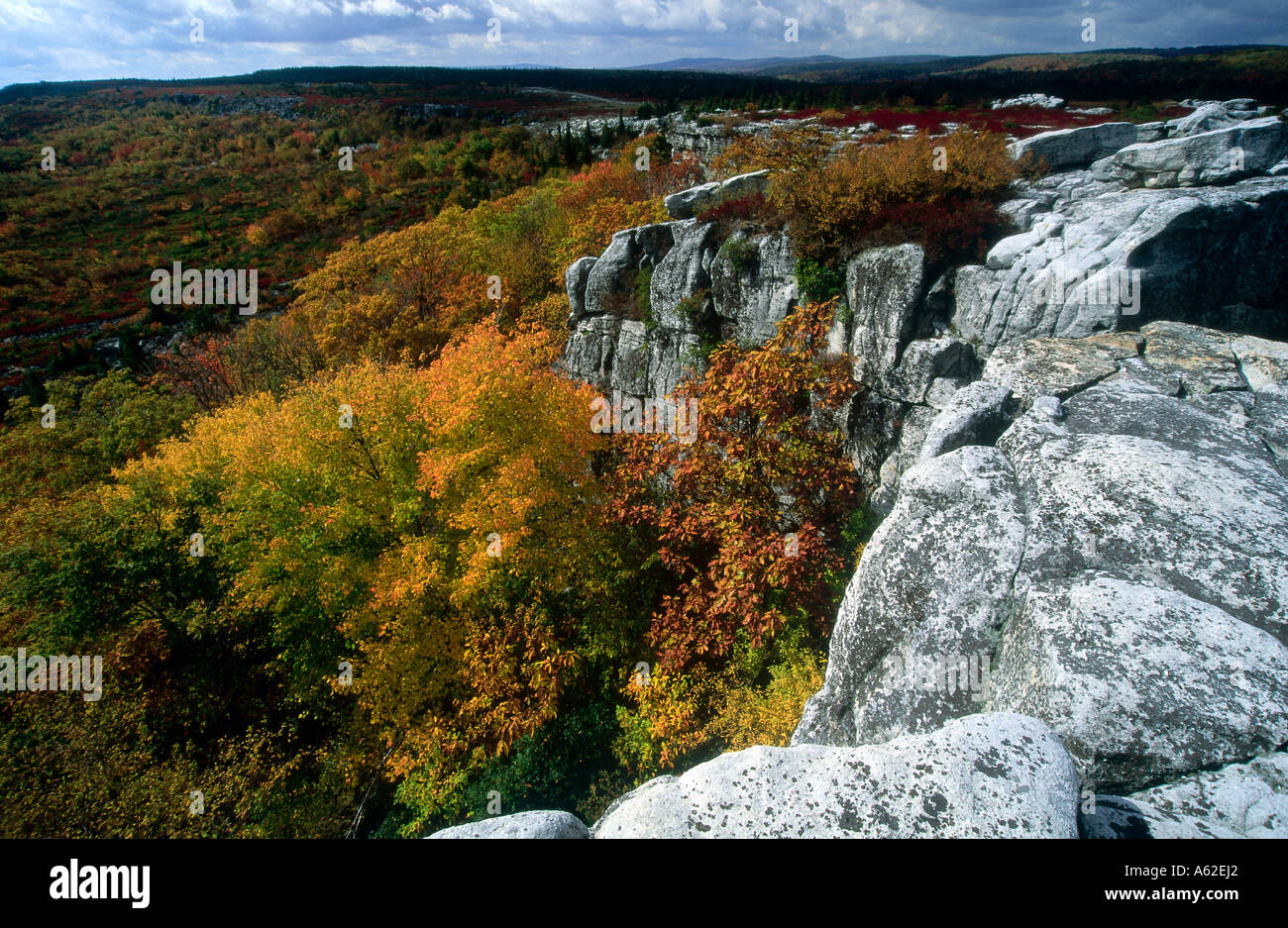 Dolly tree hi-res stock photography and images - Alamy