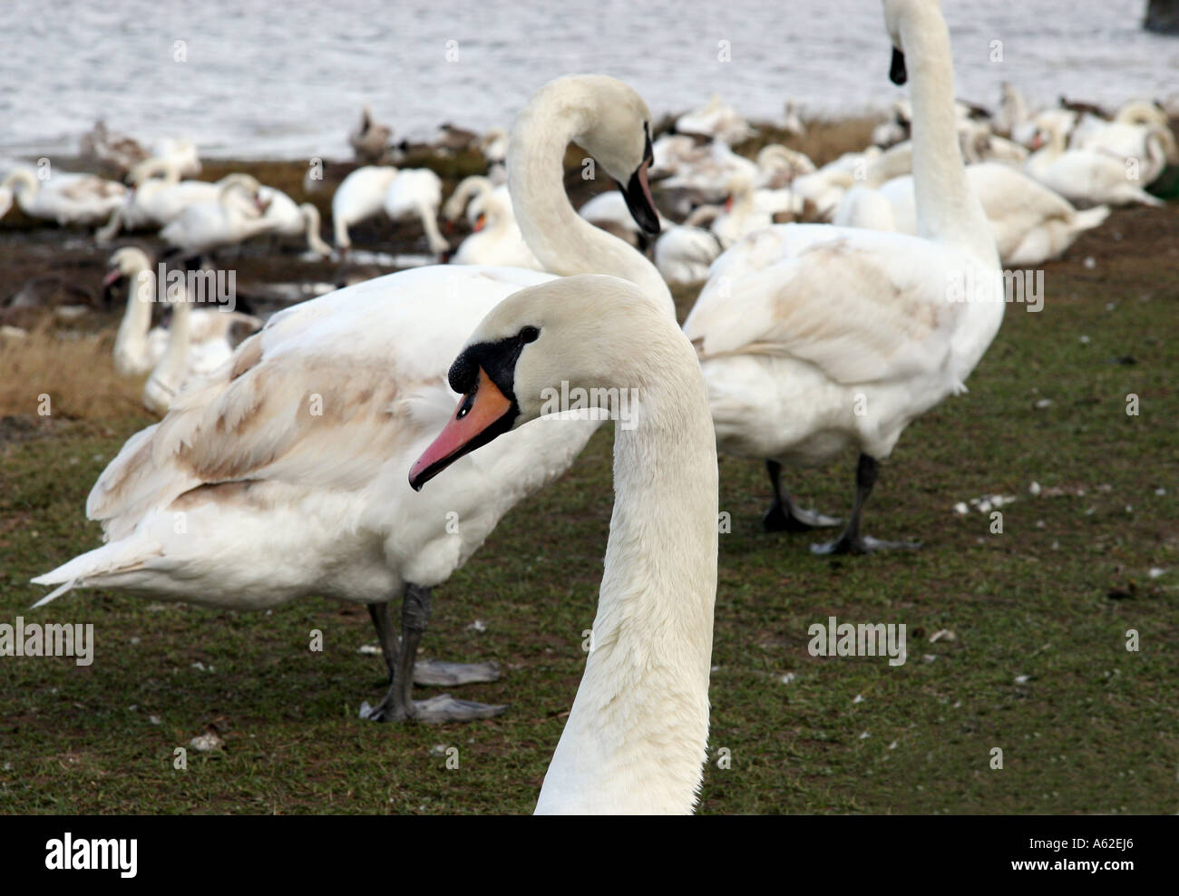 Swan gang hi-res stock photography and images - Alamy