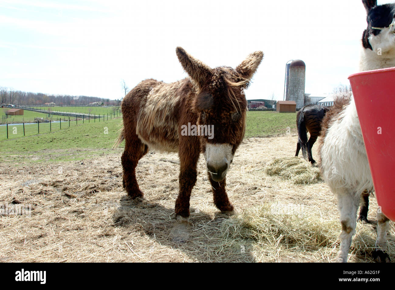 Poitou donkey furry donkey from France mule furry hairy farm animal ...