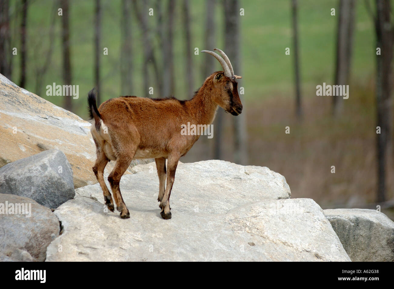 Goat on rocks boulder stone cliff rock formation rock pile rocky hill ...