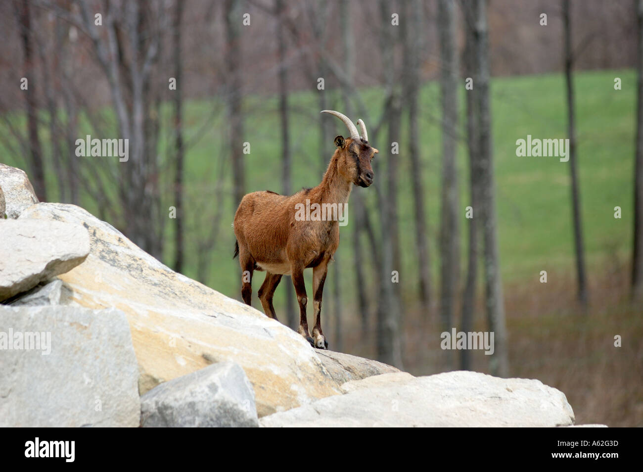 Goat on rocks boulder stone cliff rock formation rock pile rocky hill ...