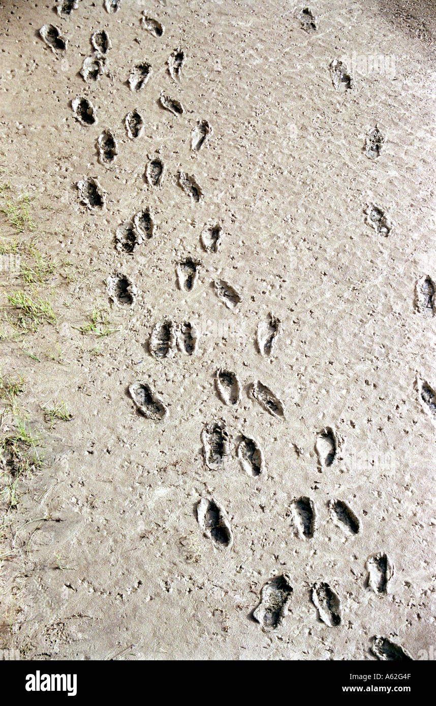 footsteps in mud sand Stock Photo - Alamy
