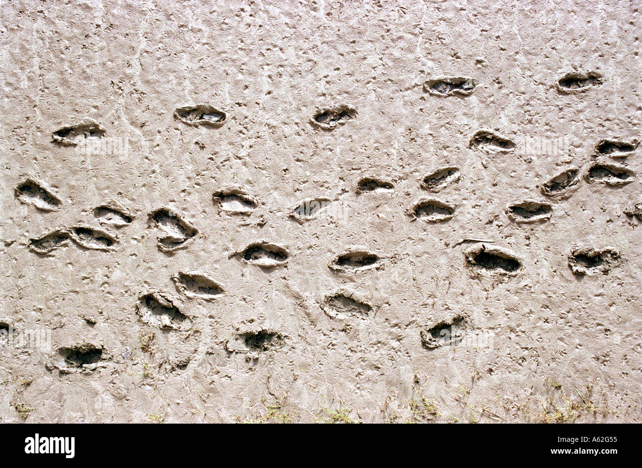 footsteps in mud sand Stock Photo - Alamy