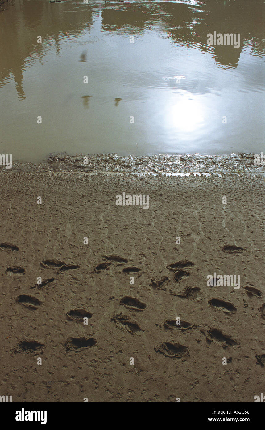 Man sinking in quicksand hi-res stock photography and images - Alamy