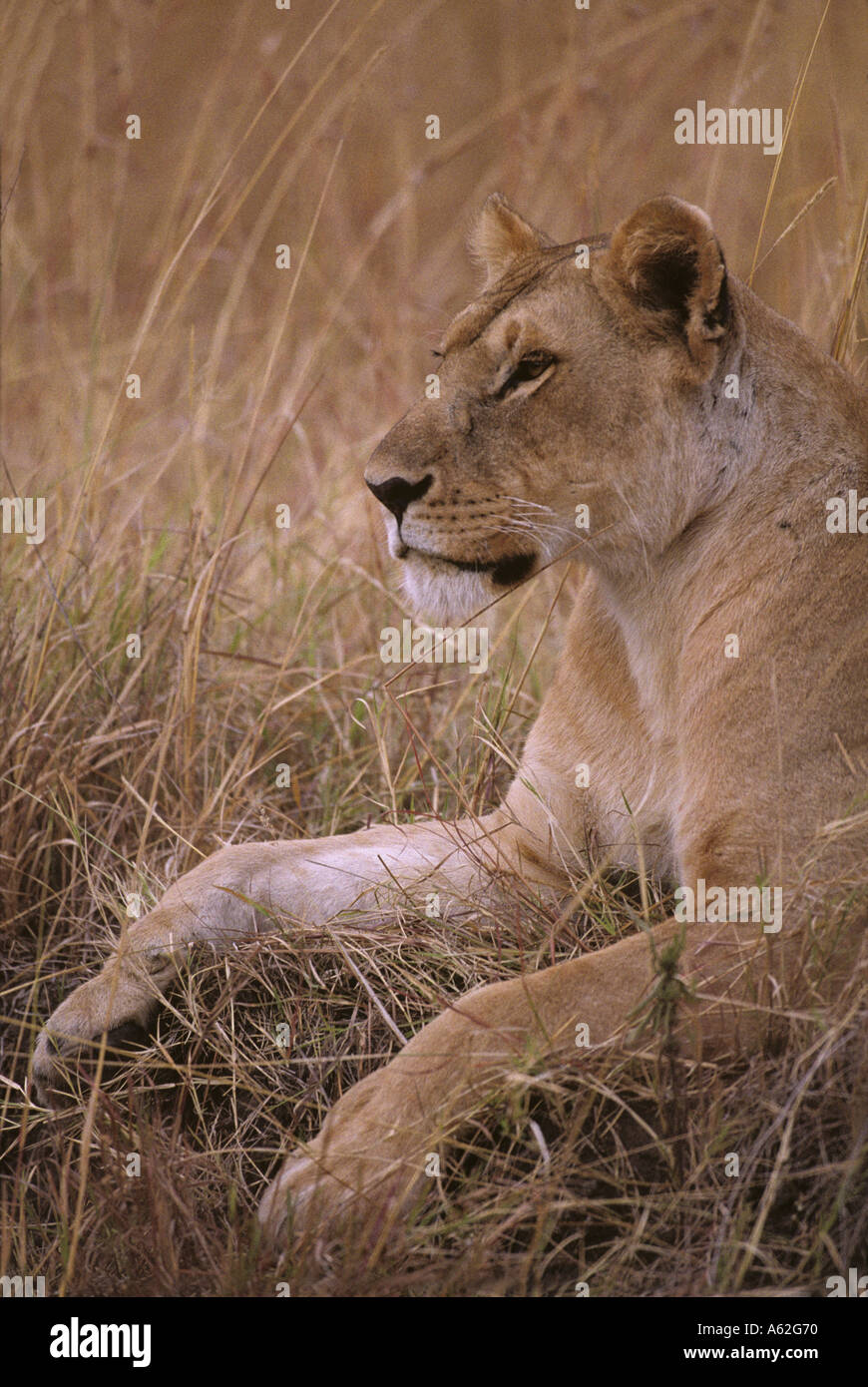 Adolescent lioness hi-res stock photography and images - Alamy