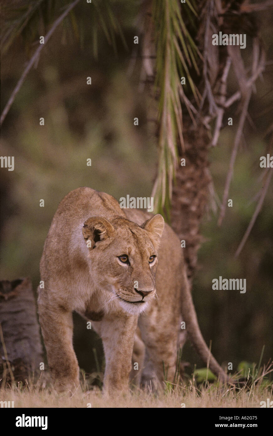 Adolescent lioness hi-res stock photography and images - Alamy