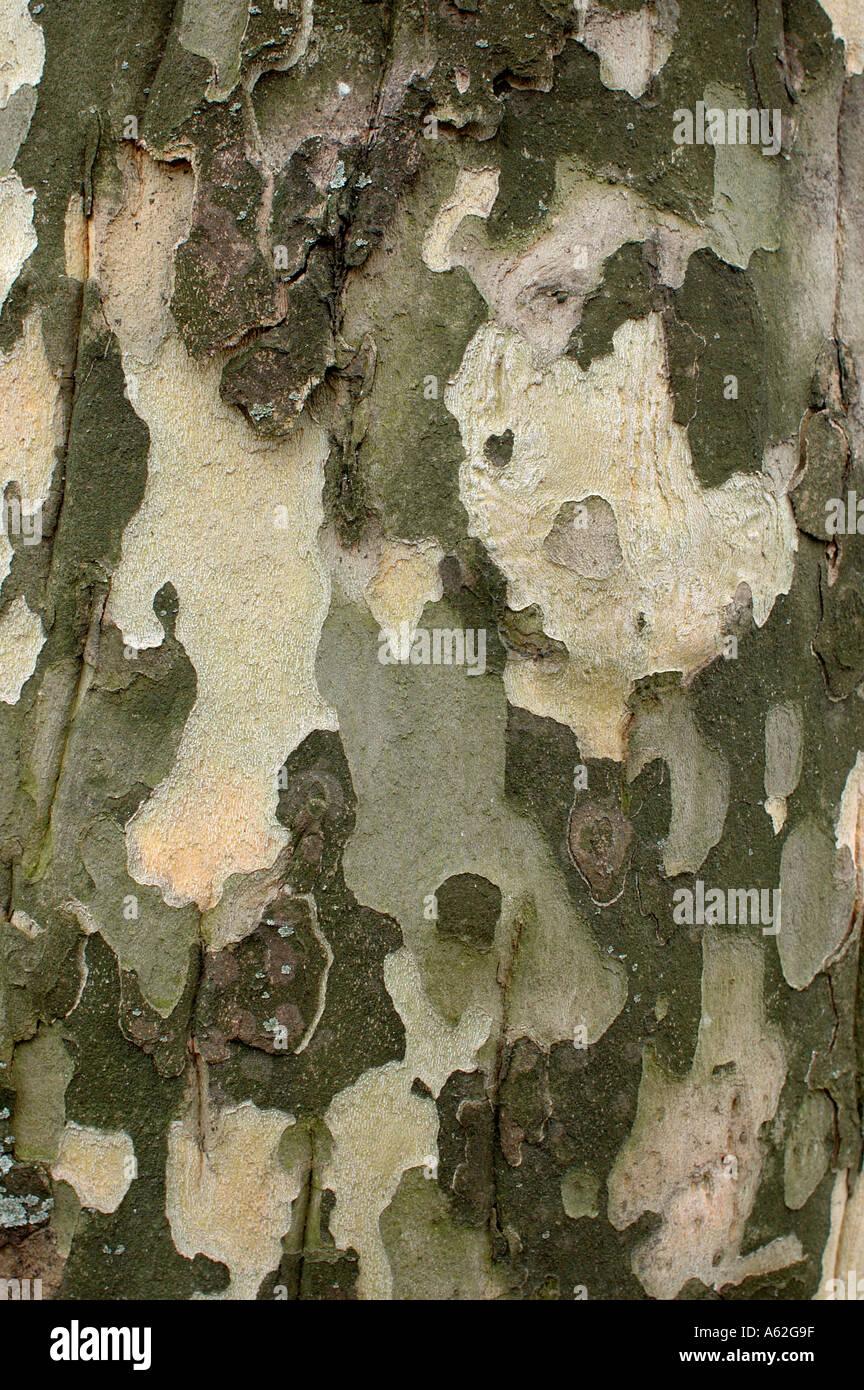 tree bark pattern background bark nature close up of tree trunk trunk ...