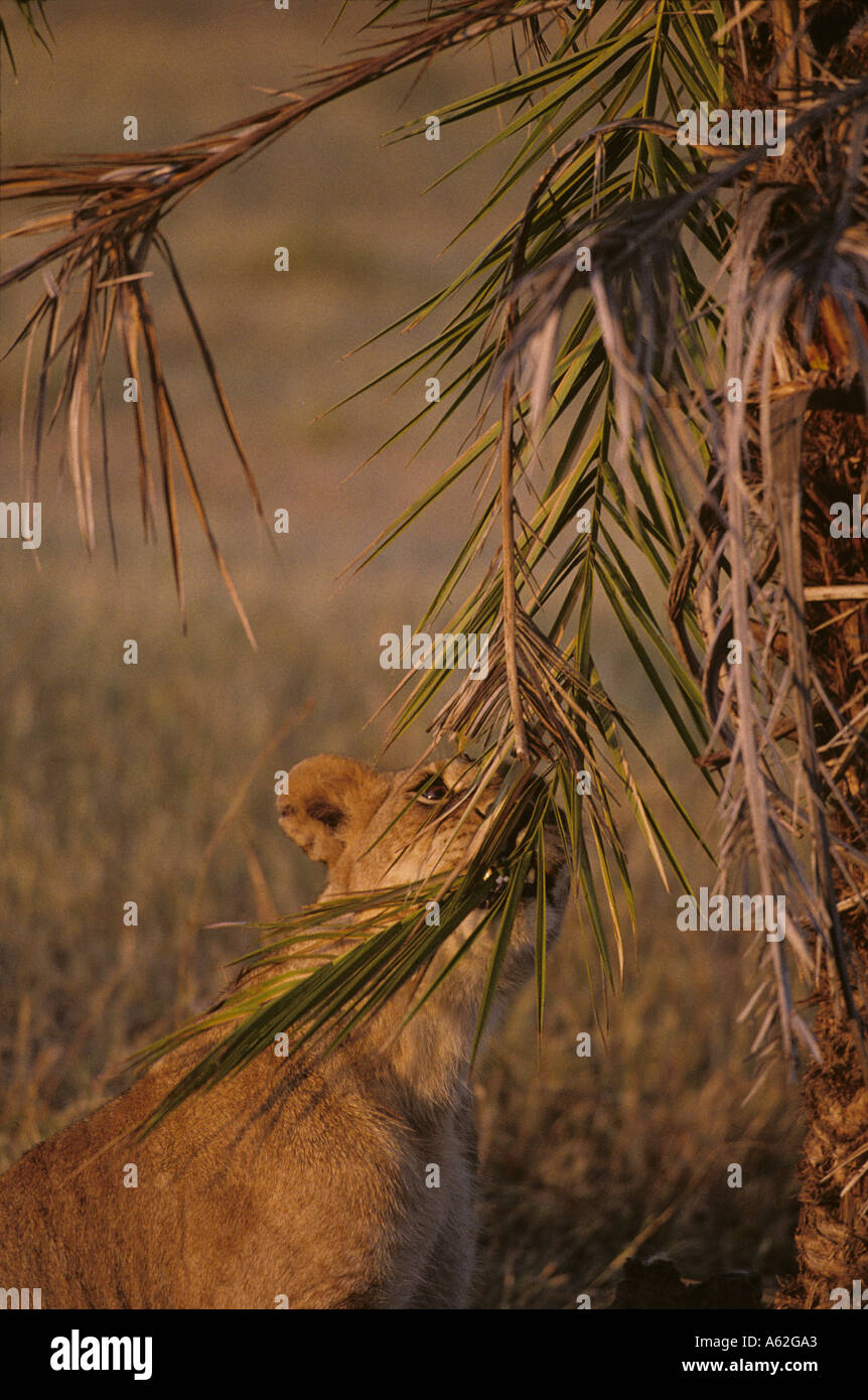 Lion smelling tree hi-res stock photography and images - Alamy