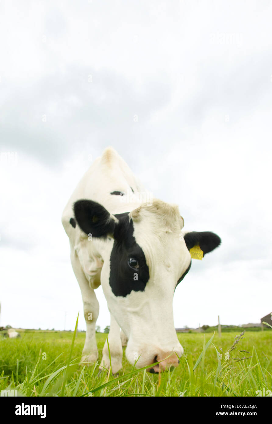 British Holstein Friesian cow on an organic dairy farm Stock Photo - Alamy
