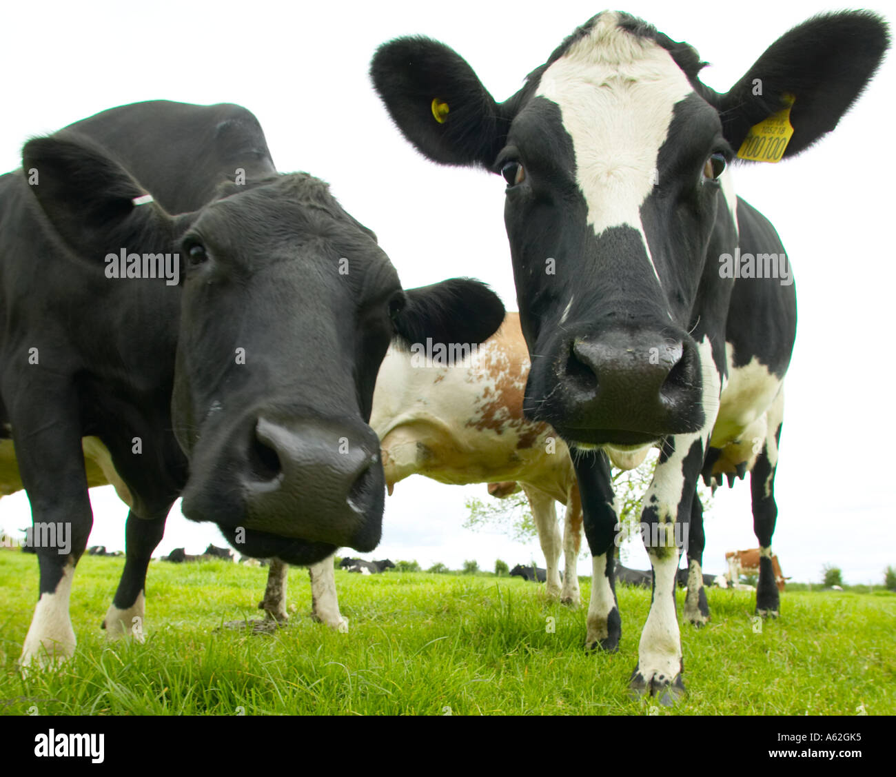 British Holstein Fresian cattle on an organic dairy farm Stock Photo ...