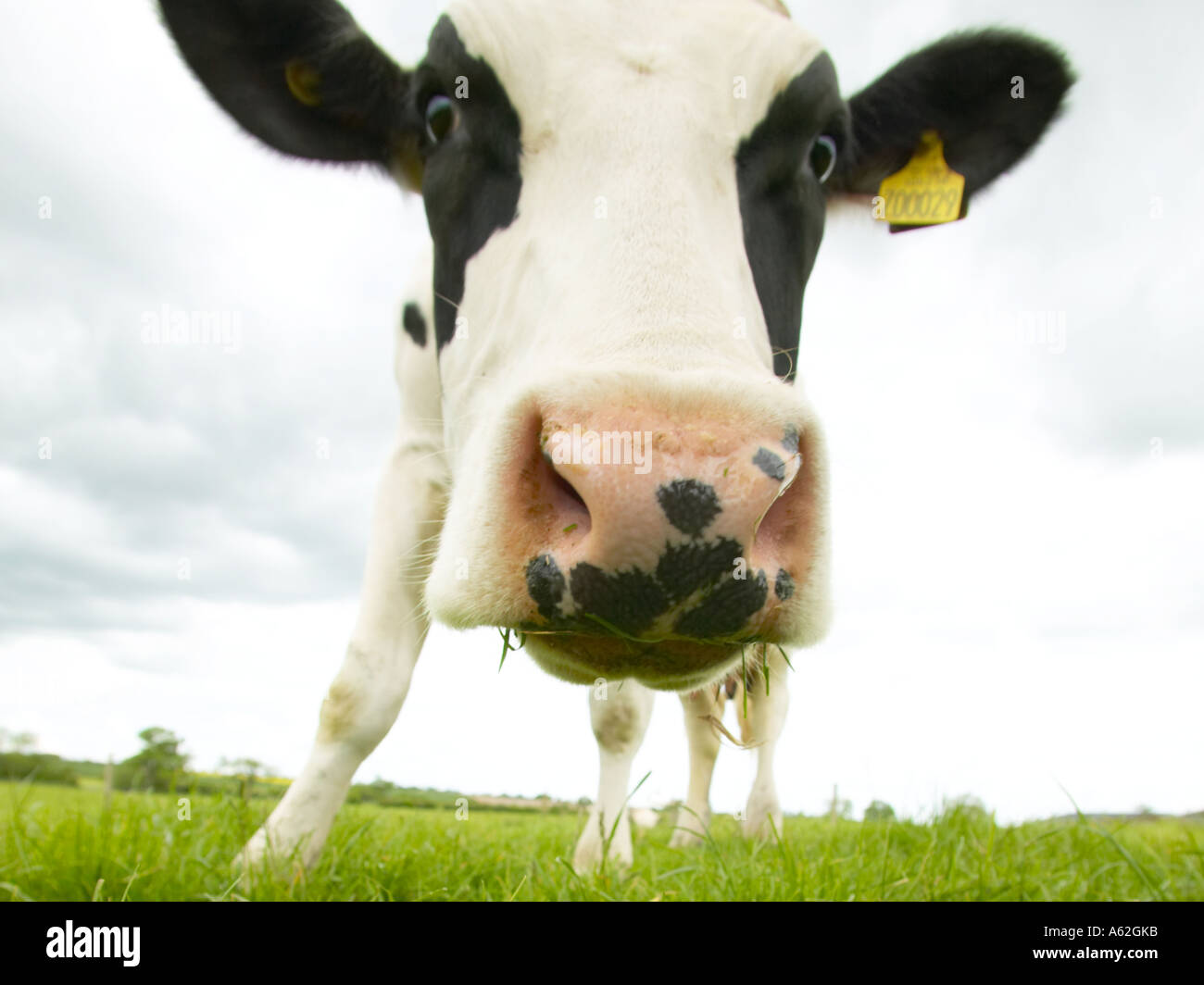 British Holstein Fresian cattle on an organic dairy farm Stock Photo ...