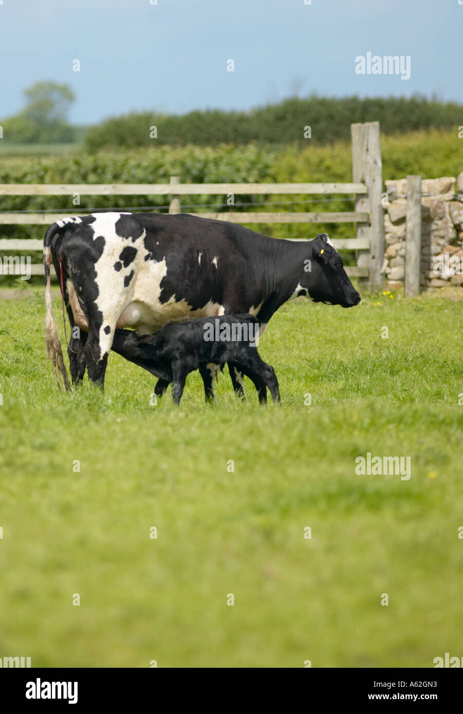British Holstein Fresian cow with newborn calf Stock Photo - Alamy