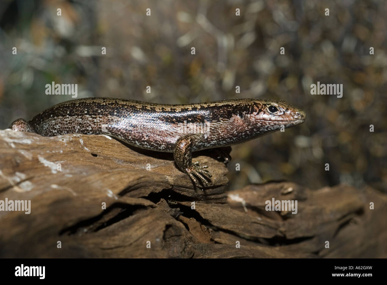 Three Kings Islands skink Oligosoma fallai North Island New Zealand ...