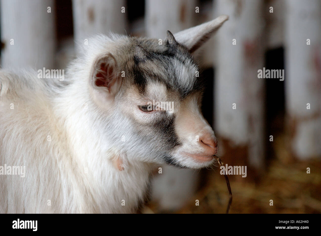 goat in barn goat with beard white goats farm animal animal farm animal ...