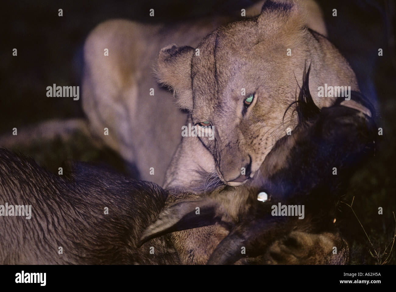 Africa Kenya Masai Mara Game Reserve Adult Lioness Panthera leo ...