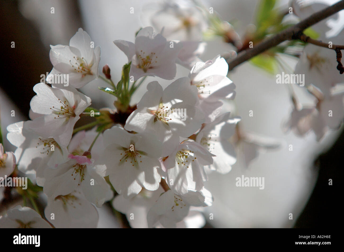 Cherry blossom flower flowering tree fruit Rosaceae flowers group ...