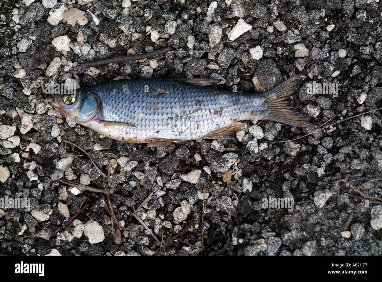 dead fish death smelly oder stinky Stock Photo - Alamy