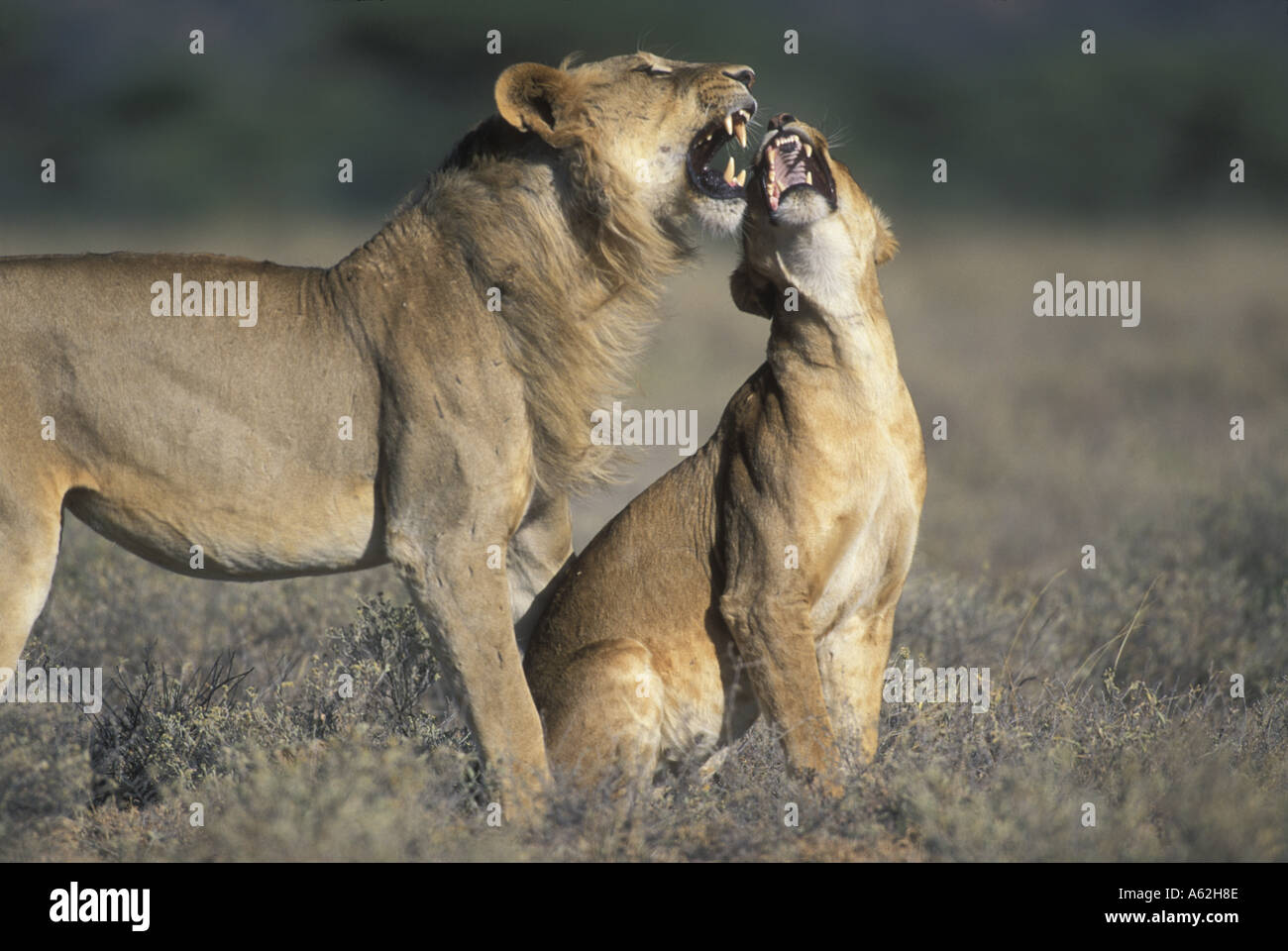 2 male lions mating hi-res stock photography and images - Alamy