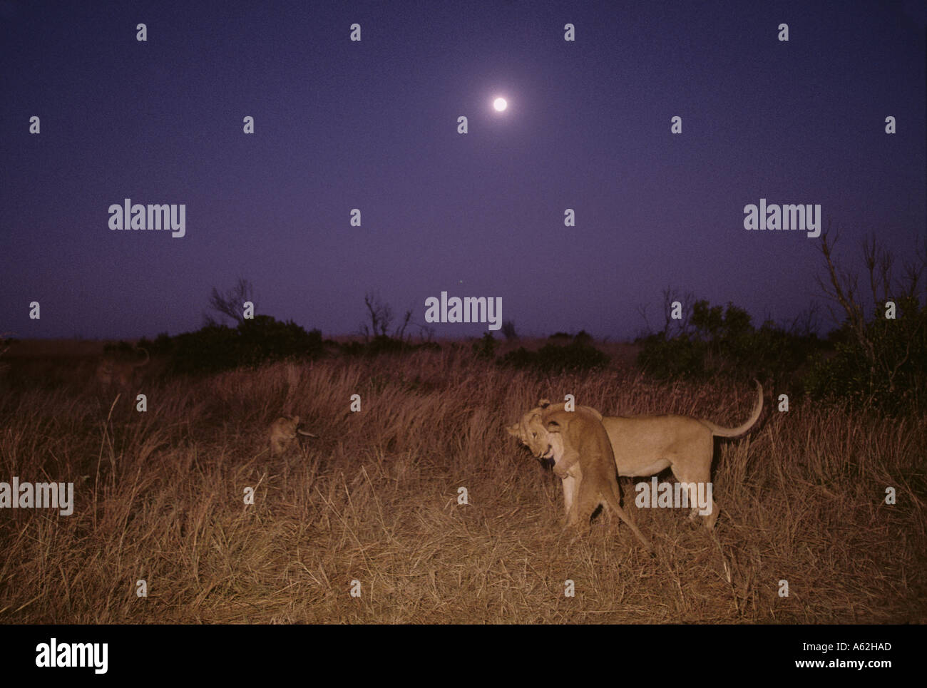 Africa Kenya Masai Mara Game Reserve Lion cub wrestles with Lioness ...