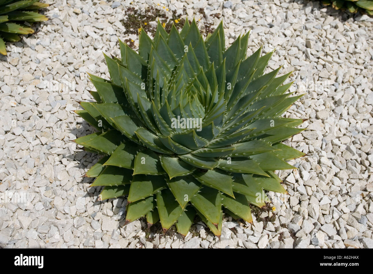 Succulent cactus Government Gardens Rotorua North Island New Zealand ...