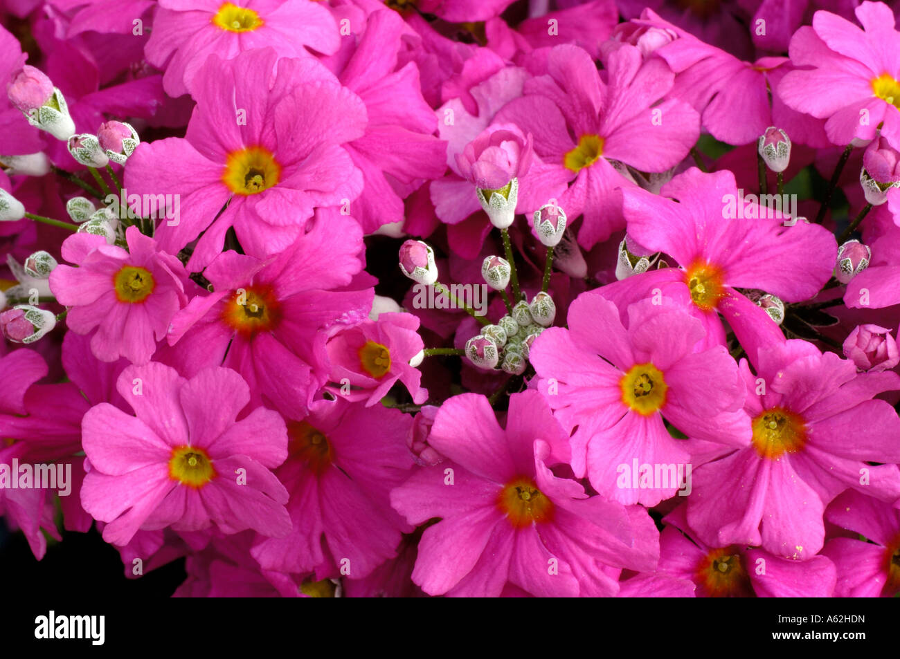 Fairy Primrose Stock Photo - Alamy