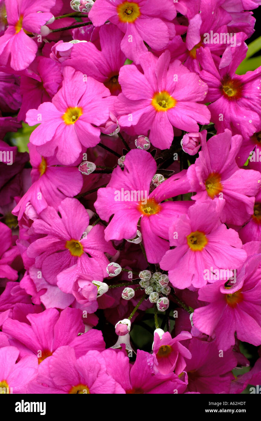 Fairy primrose primula malacoides blooming hi-res stock photography and ...