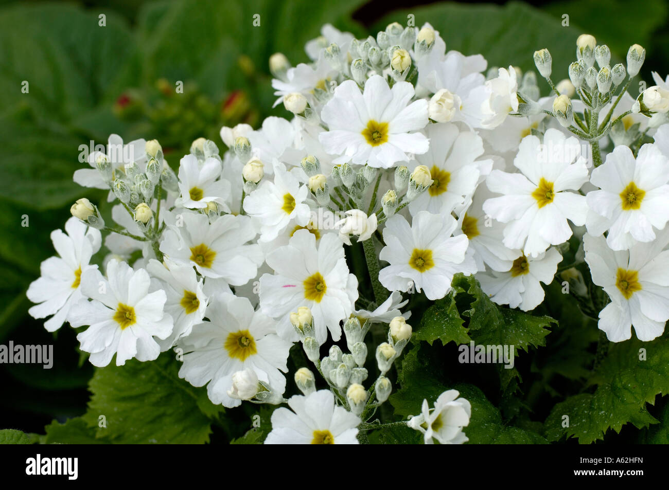 Fairy primrose primula malacoides blooming hi-res stock photography and ...