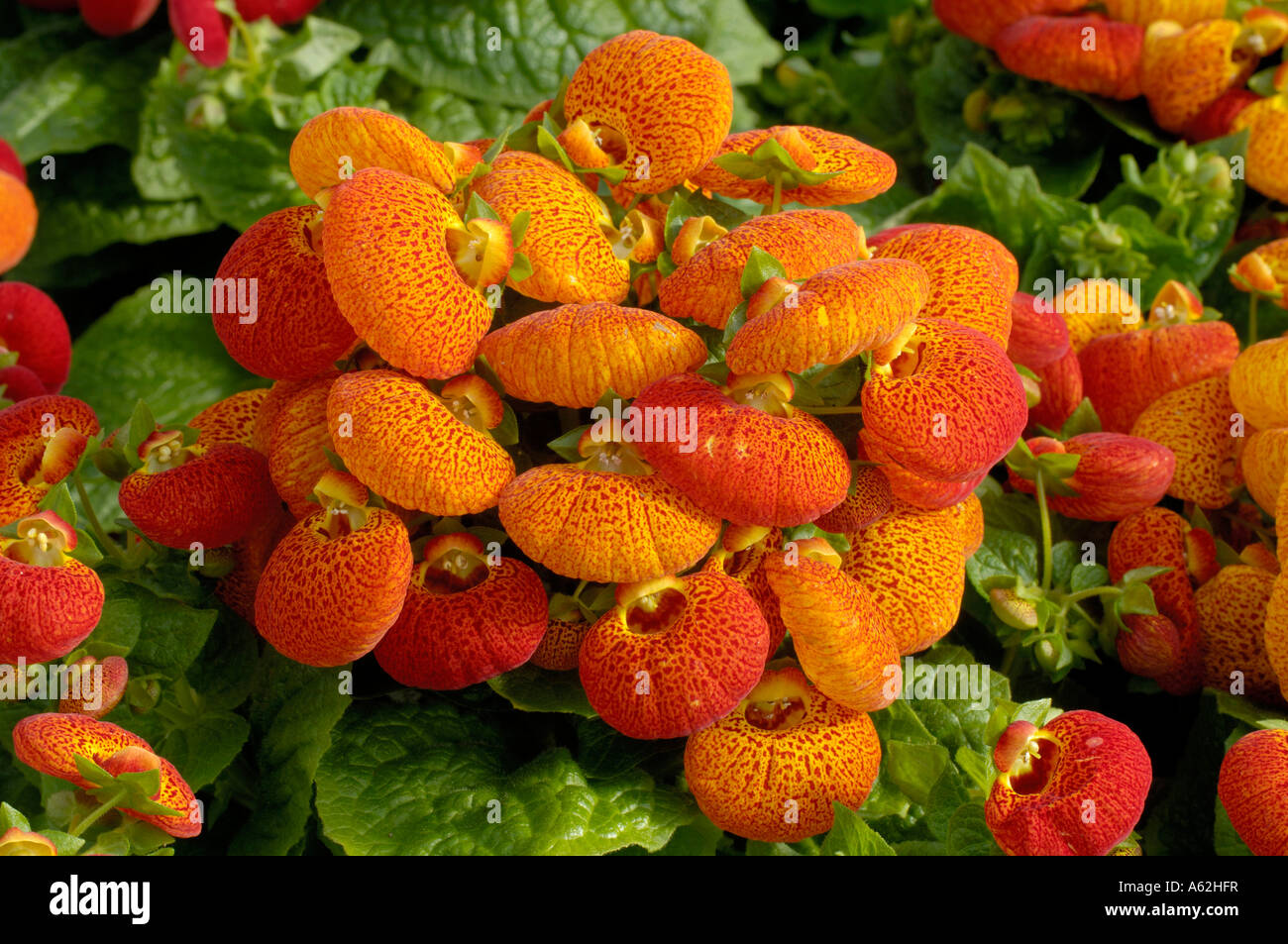 Slipper Flower Stock Photo - Alamy