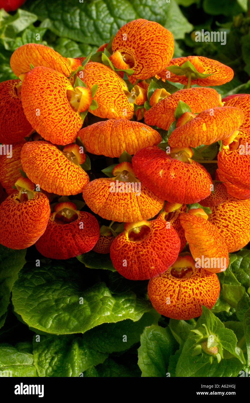 Slipper Flower Stock Photo - Alamy