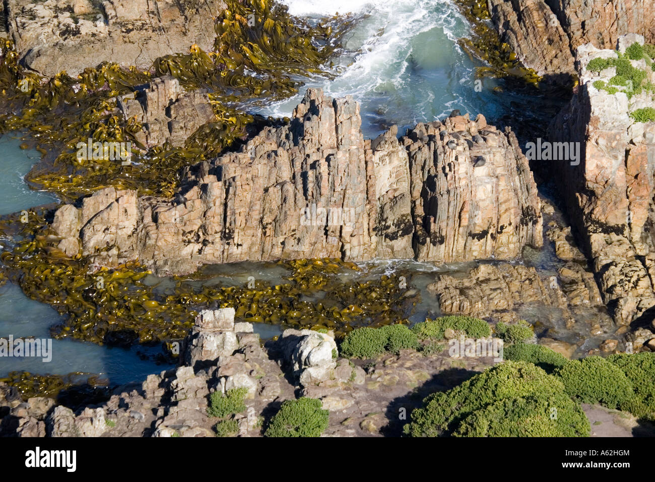 Fur seals on rocks at Nugget Point the Catlins South Island New Zealand ...