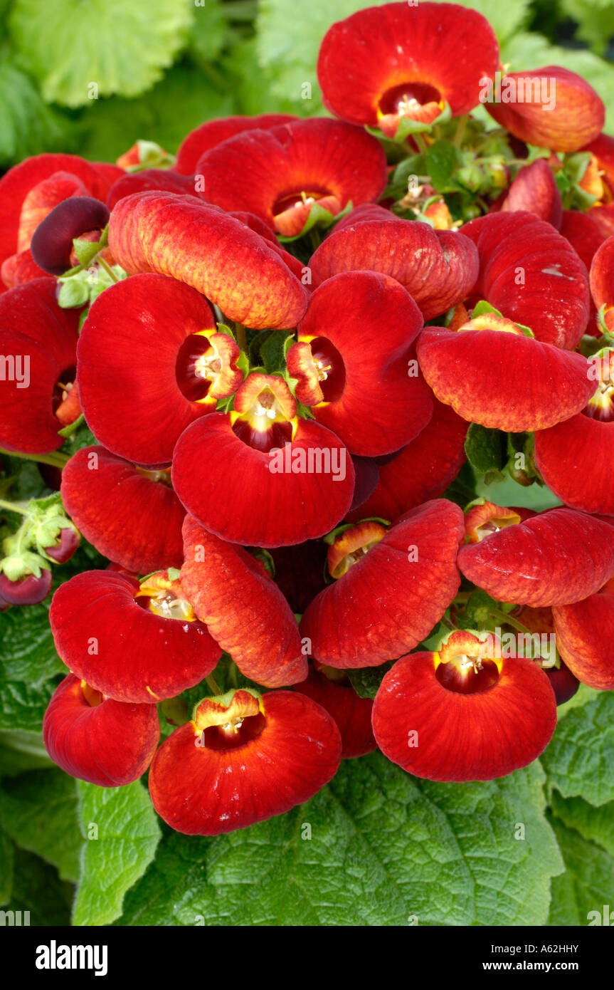 Slipper Flower Stock Photo - Alamy