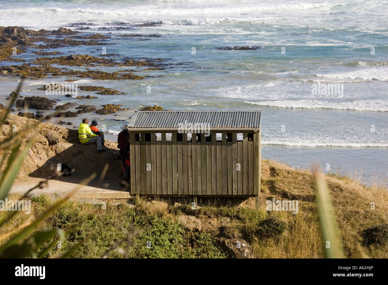 Visitors at penguin hide Nugget Point to watch Yellow eyed penguin on ...