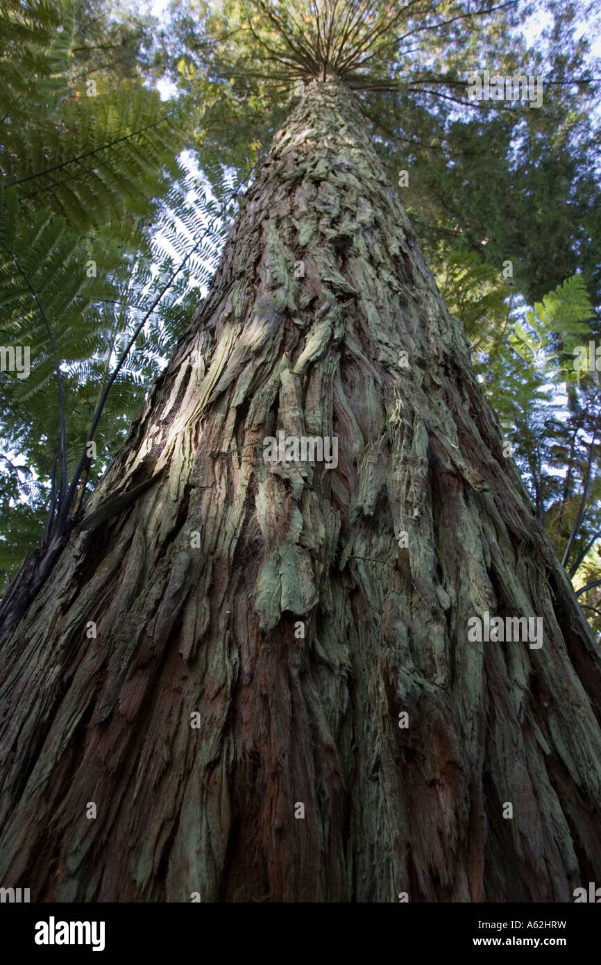 California redwoord Sequoia sempervirens planted at Rainbow Springs ...
