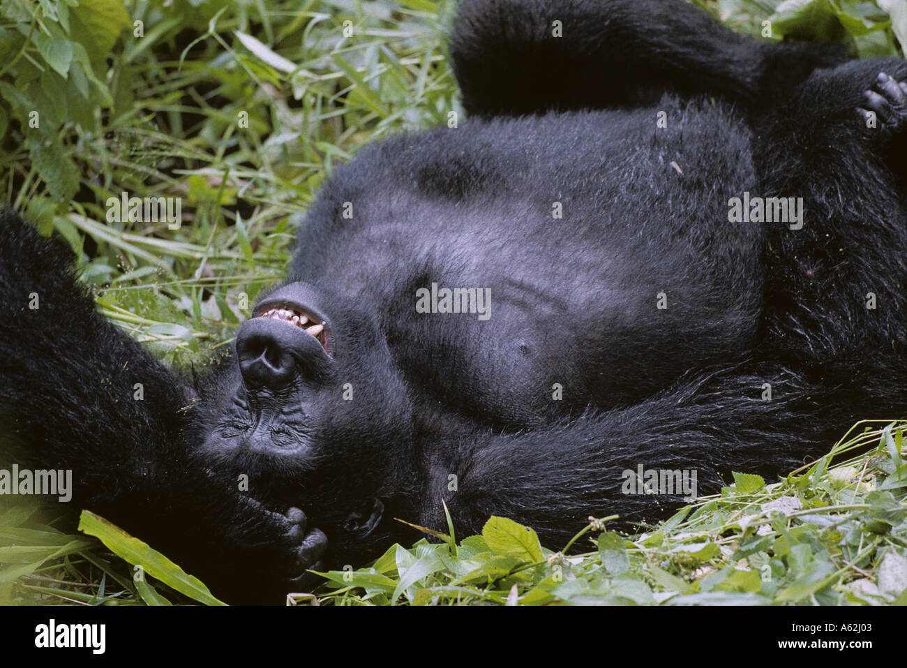 Silverback gorilla teeth hi-res stock photography and images - Alamy