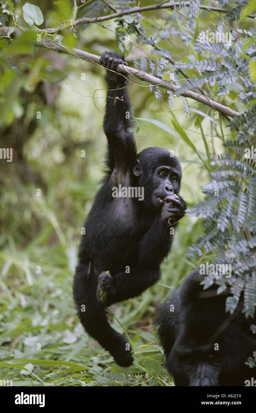 Gorilla hanging in tree hi-res stock photography and images - Alamy