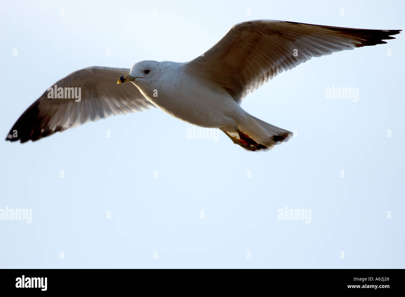seagull gull flight bird flying sea bird wing spread seagull with cloudy sky seagull in air ...