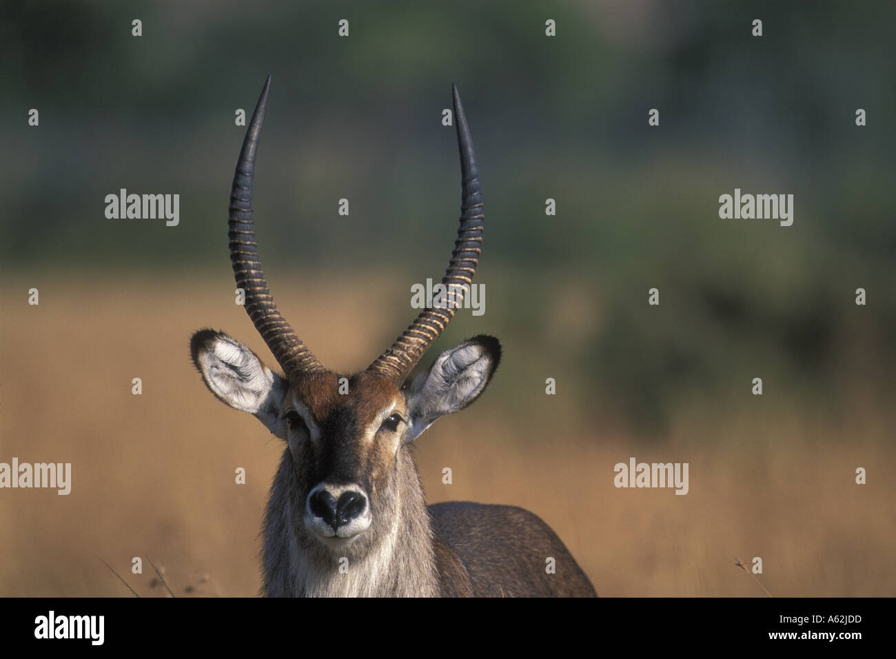 Untrusting face hi-res stock photography and images - Alamy