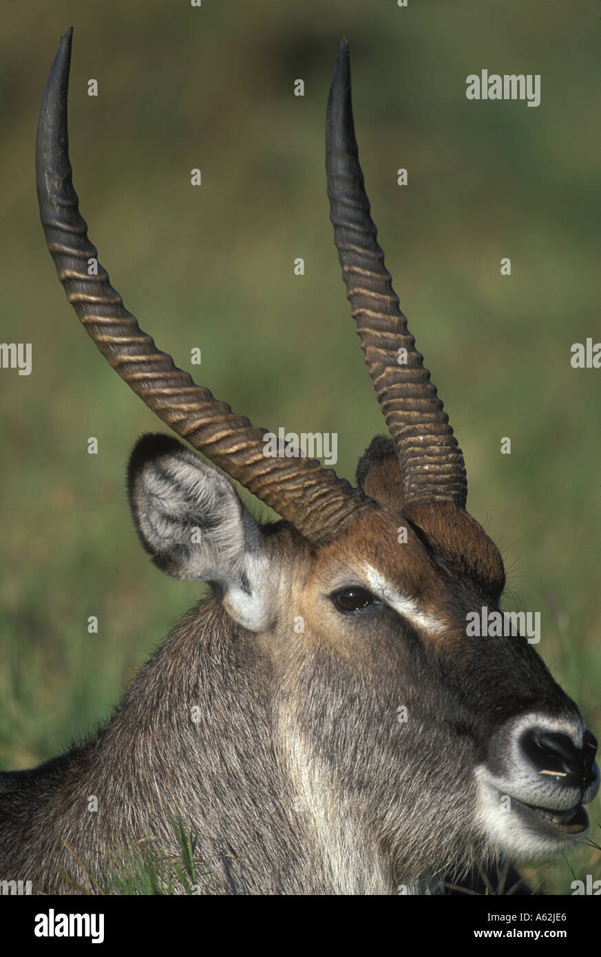 Musiara Marsh High Resolution Stock Photography and Images - Alamy