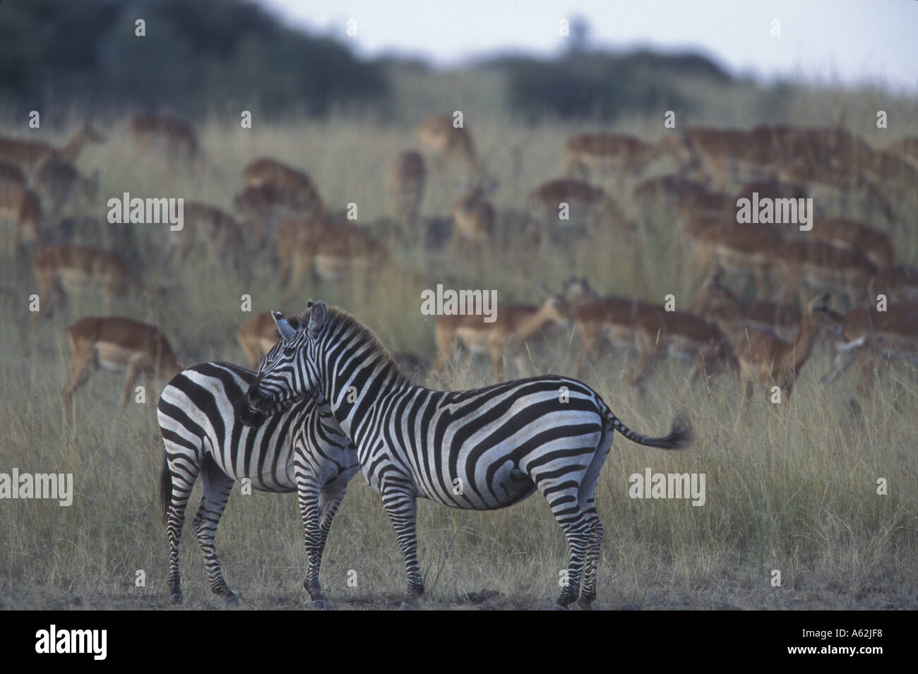 Zebra and impala hi-res stock photography and images - Alamy