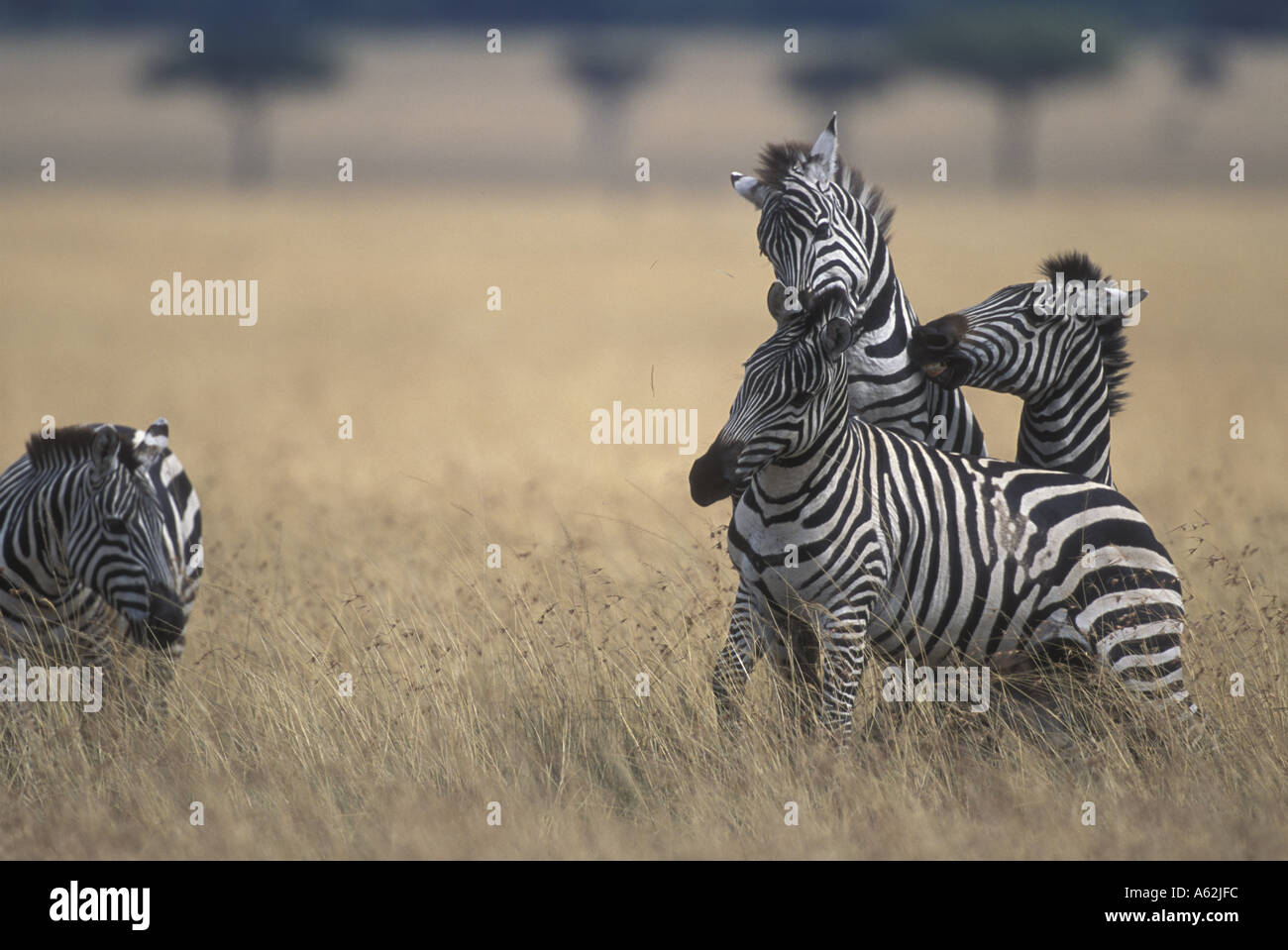 Plains zebras fighting in the masai mara hi-res stock photography and ...