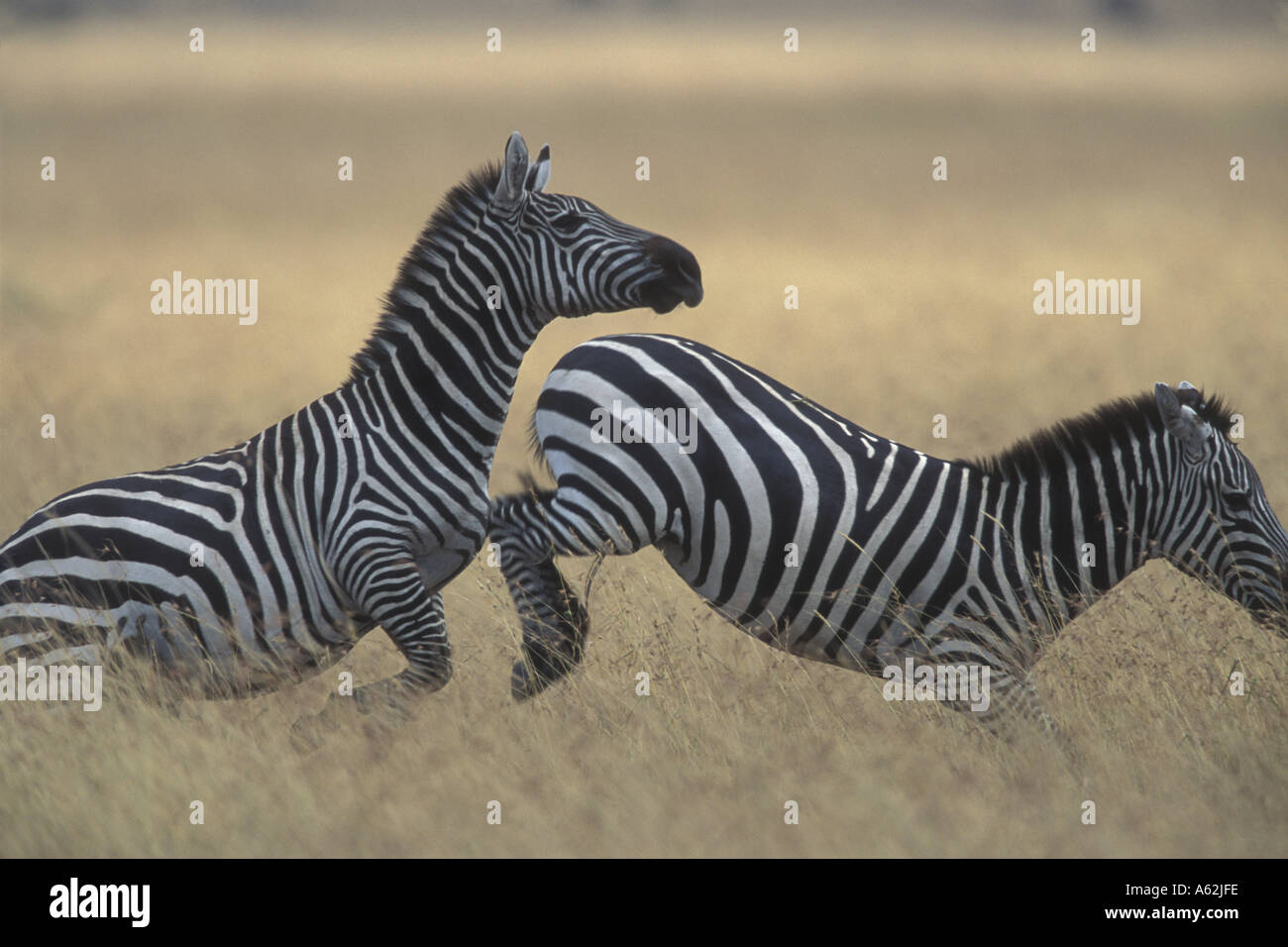 Plains zebras fighting in the masai mara hi-res stock photography and ...
