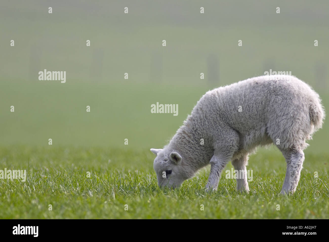 Mutton and lamb production hi-res stock photography and images - Alamy