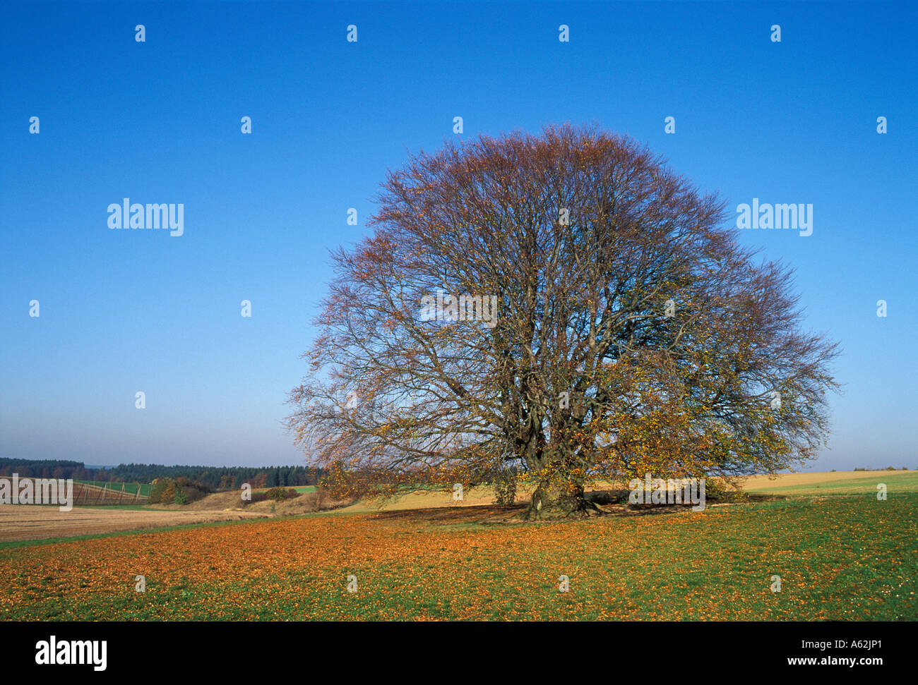 Tree meadow deciduous tree solitary single autumn seasons Stock Photo ...